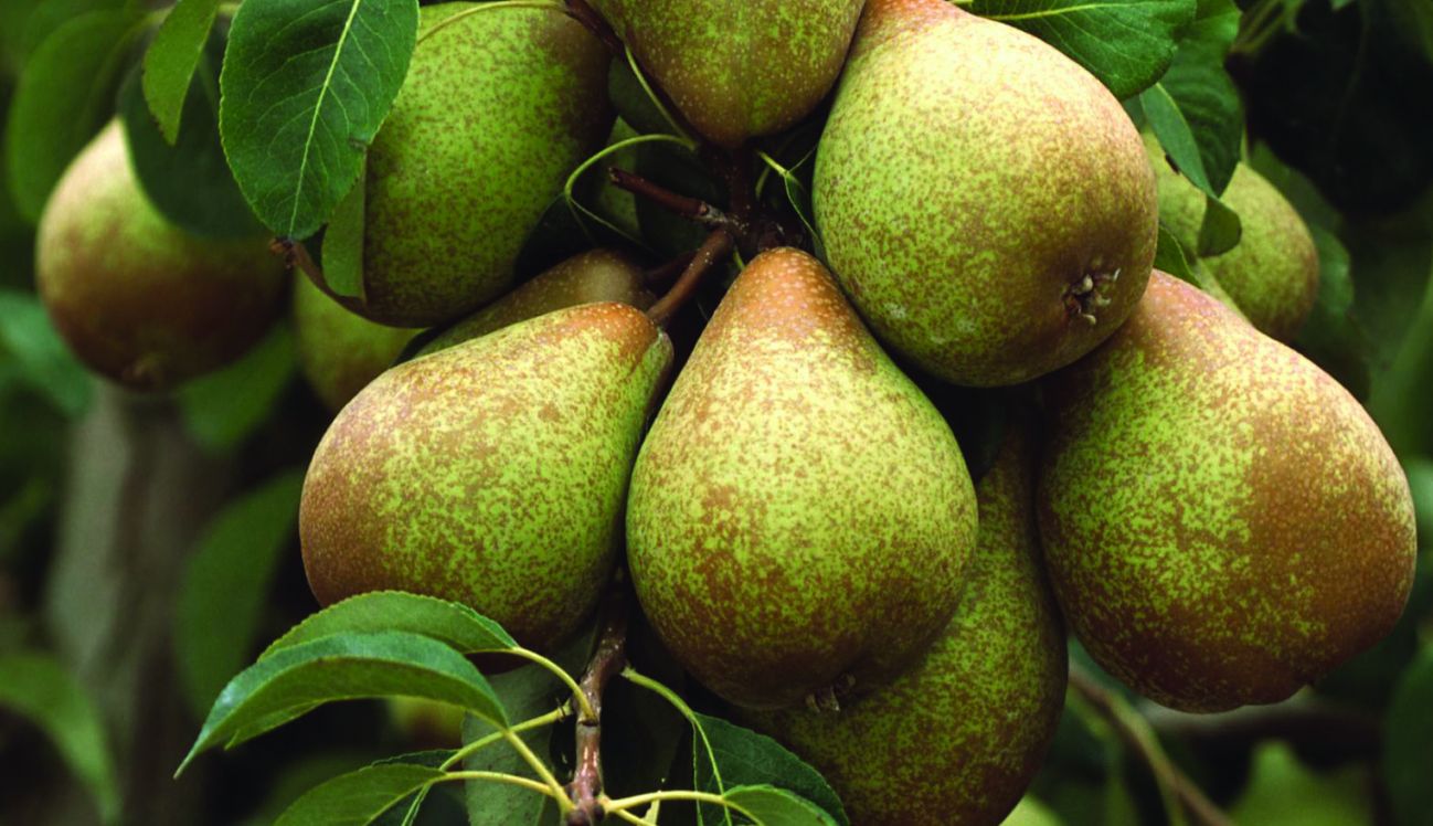 Jornal de Leiria - Quebras na produção de pera rocha podem chegar aos ...