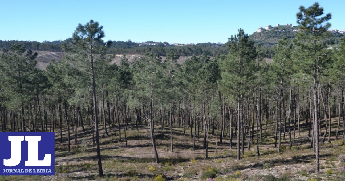 Jornal de Leiria - Petição em Ourém pede parque da cidade no Pinhal do Rei