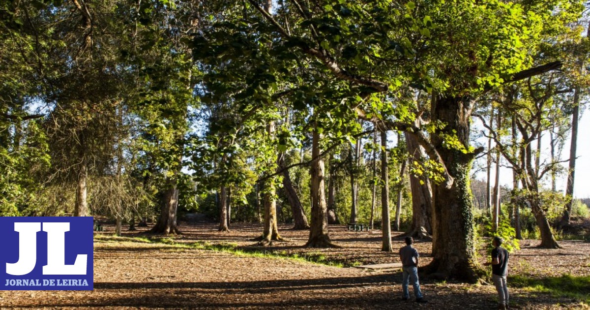 Jornal de Leiria - ICNF garante que mais de metade da área ardida da ...