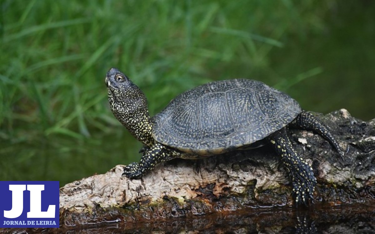 Jornal de Leiria - Reserva Natural Local do Paul de Tornada celebra 16 anos de existência