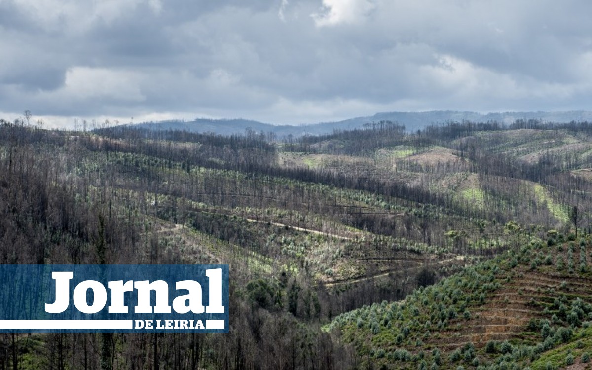 Jornal de Leiria - Lançado concurso para a construção do memorial às ...