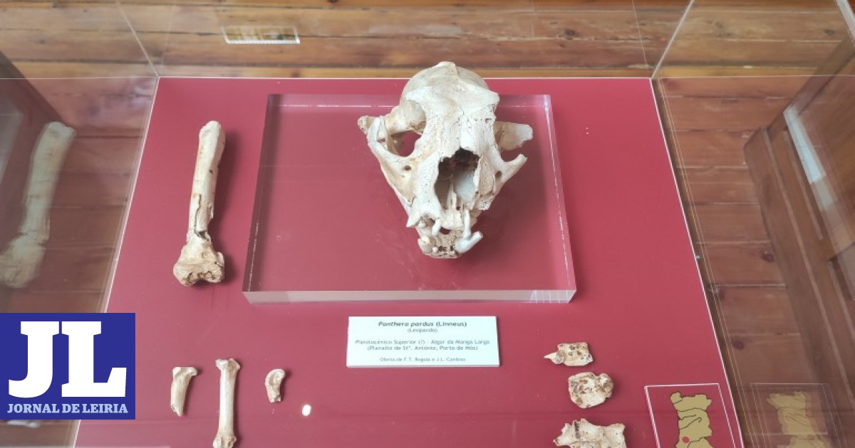 Jornal de Leiria - Fóssil de leopardo-das-neves descoberto em Porto de ...