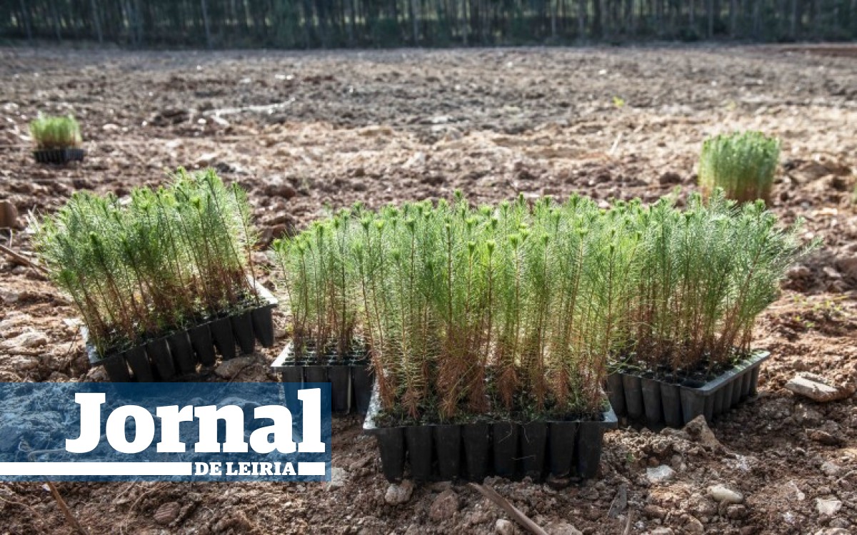 Jornal de Leiria - Pinhal de Leiria: Já foram plantadas quase 2,1 ...