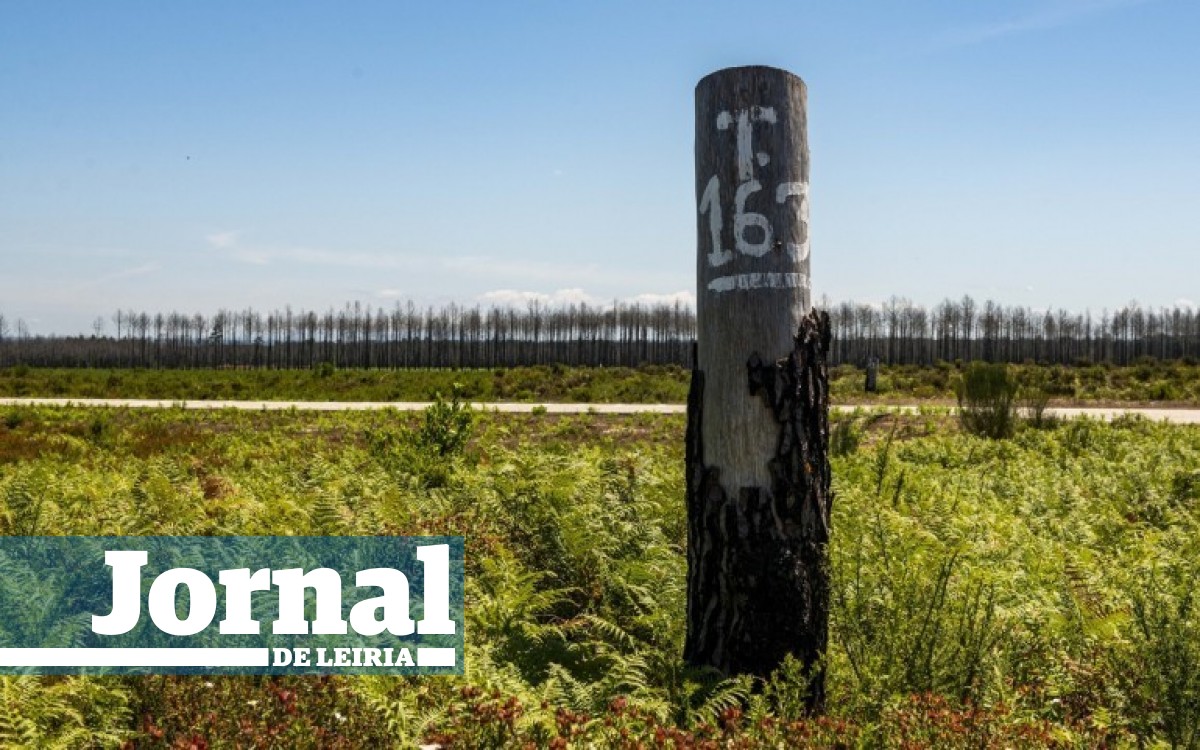 Jornal de Leiria - Municípios e especialistas querem gerir Pinhal de Leiria