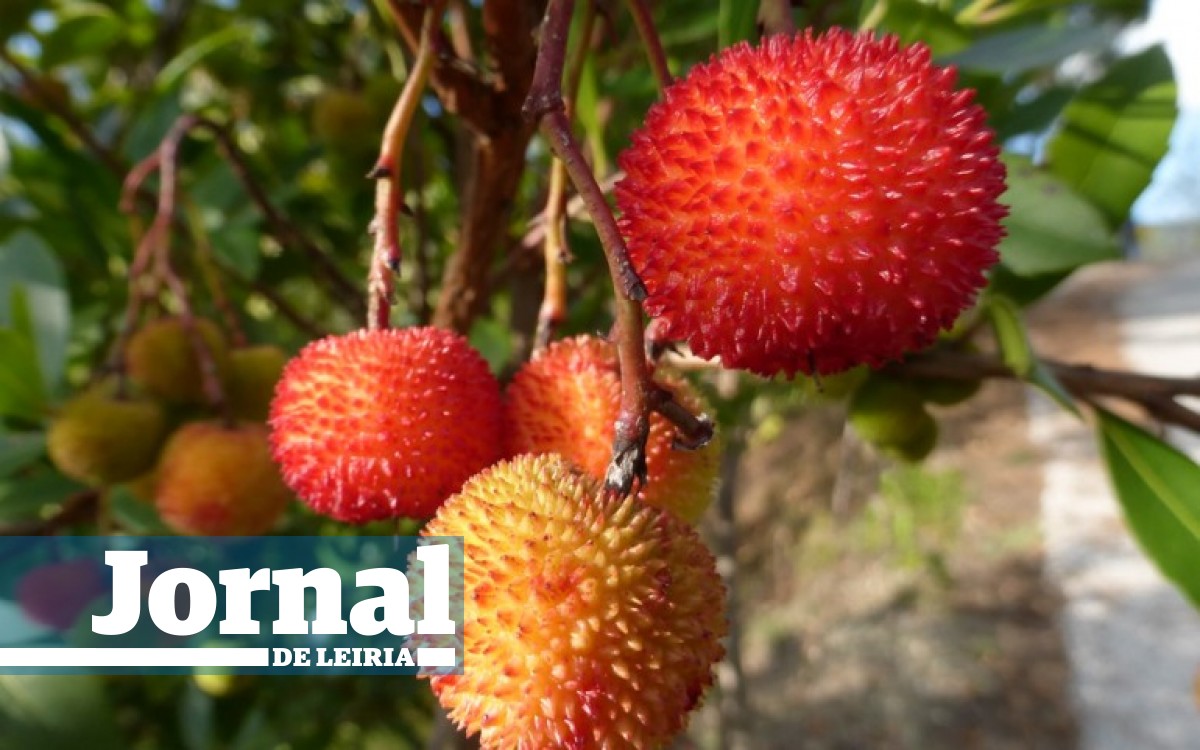 Jornal de Leiria - O antioxidante medronho que pode ser tão bem ...