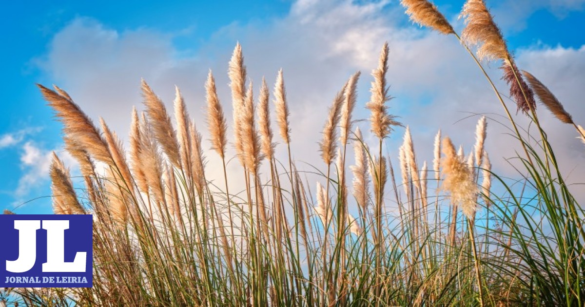 Jornal de Leiria - Leiria combate erva-dos-pampas na Mata do Azabucho